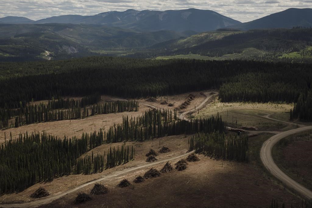 Environment a background issue in Alberta election but may play role ...
