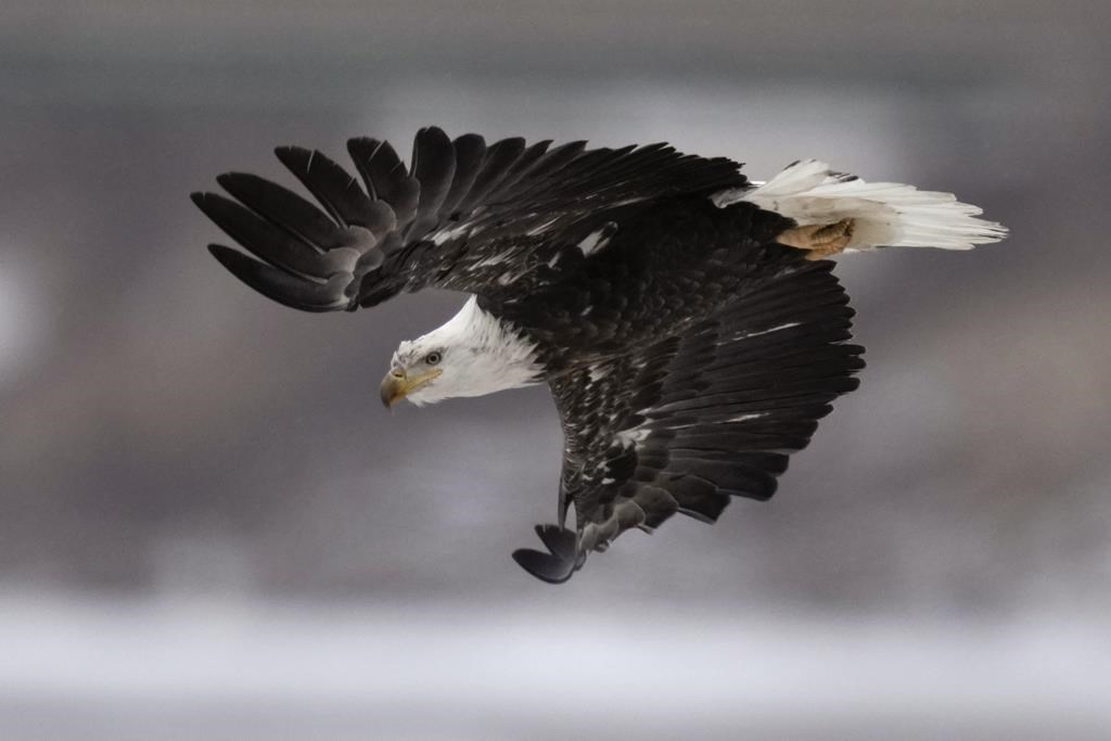 After helping prevent extinctions for 50 years, the Endangered Species ...