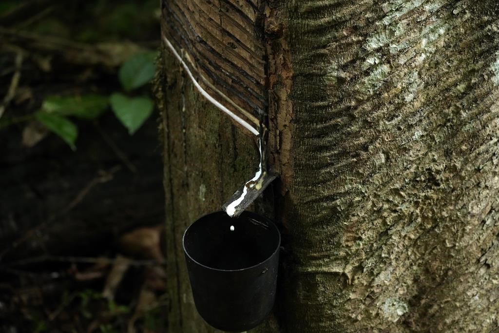 Governments are gathering to talk about the Amazon rainforest. Why is ...