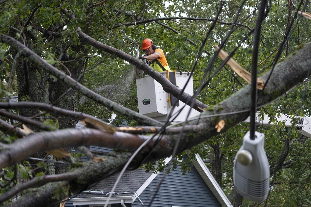 NS Power outlines tree-cutting plan to help reduce hurricane-caused ...