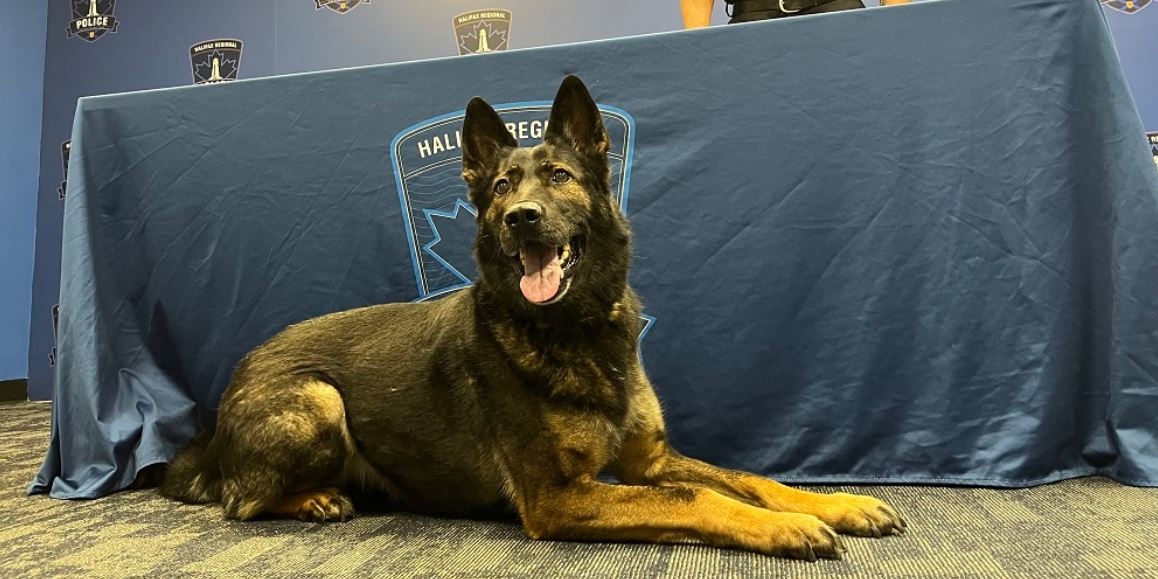 HRP swears in three new four-legged recruits | CityNews Halifax
