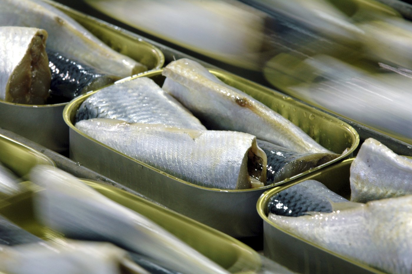 Before lobster, Maine had a thriving sardine industry. A sunken ship ...