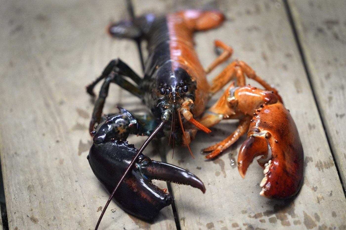 Just how rare is a rare-colored lobster? Scientists say answer could be ...