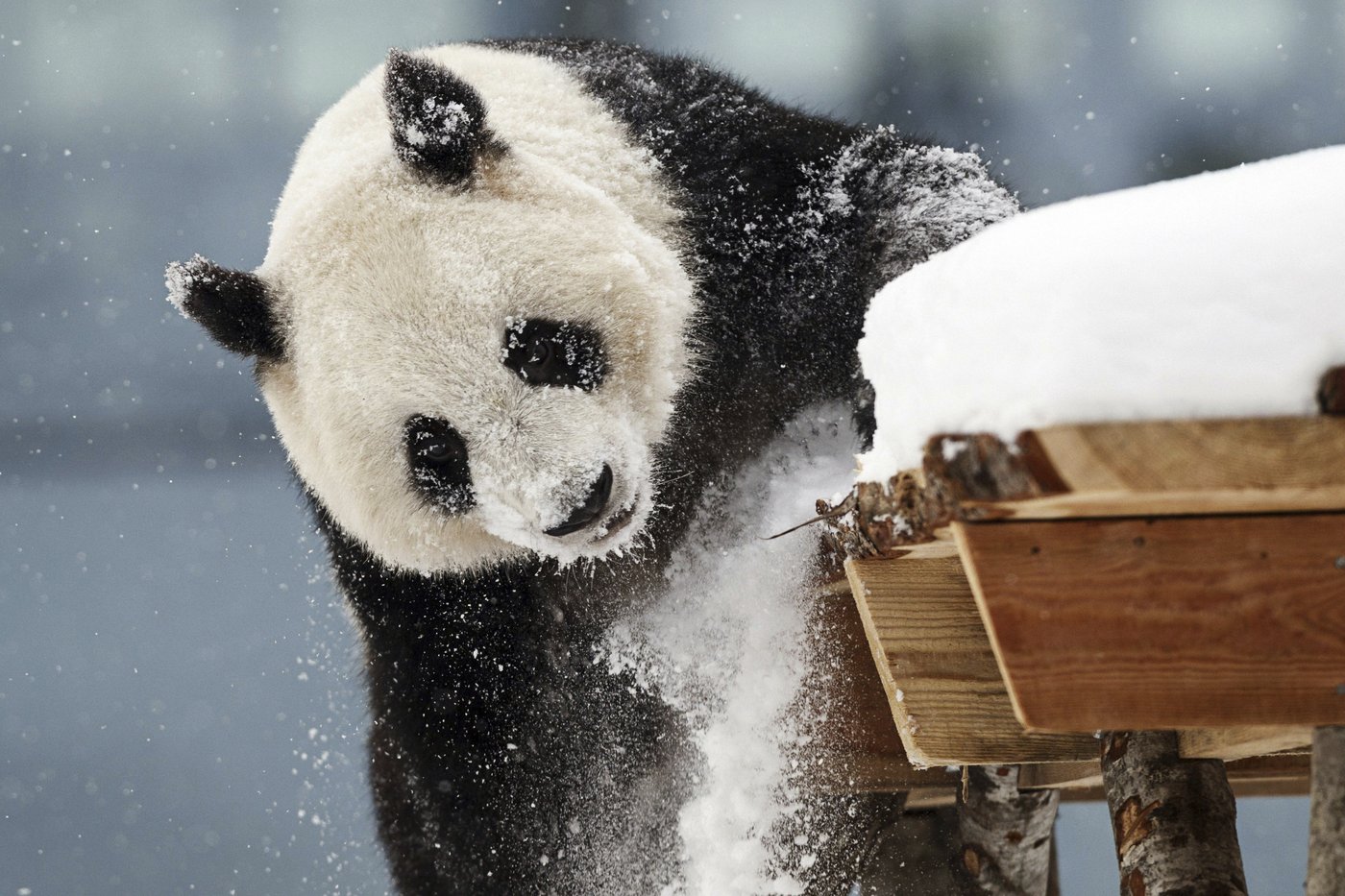 A zoo in Finland is returning giant pandas to China because they're too ...