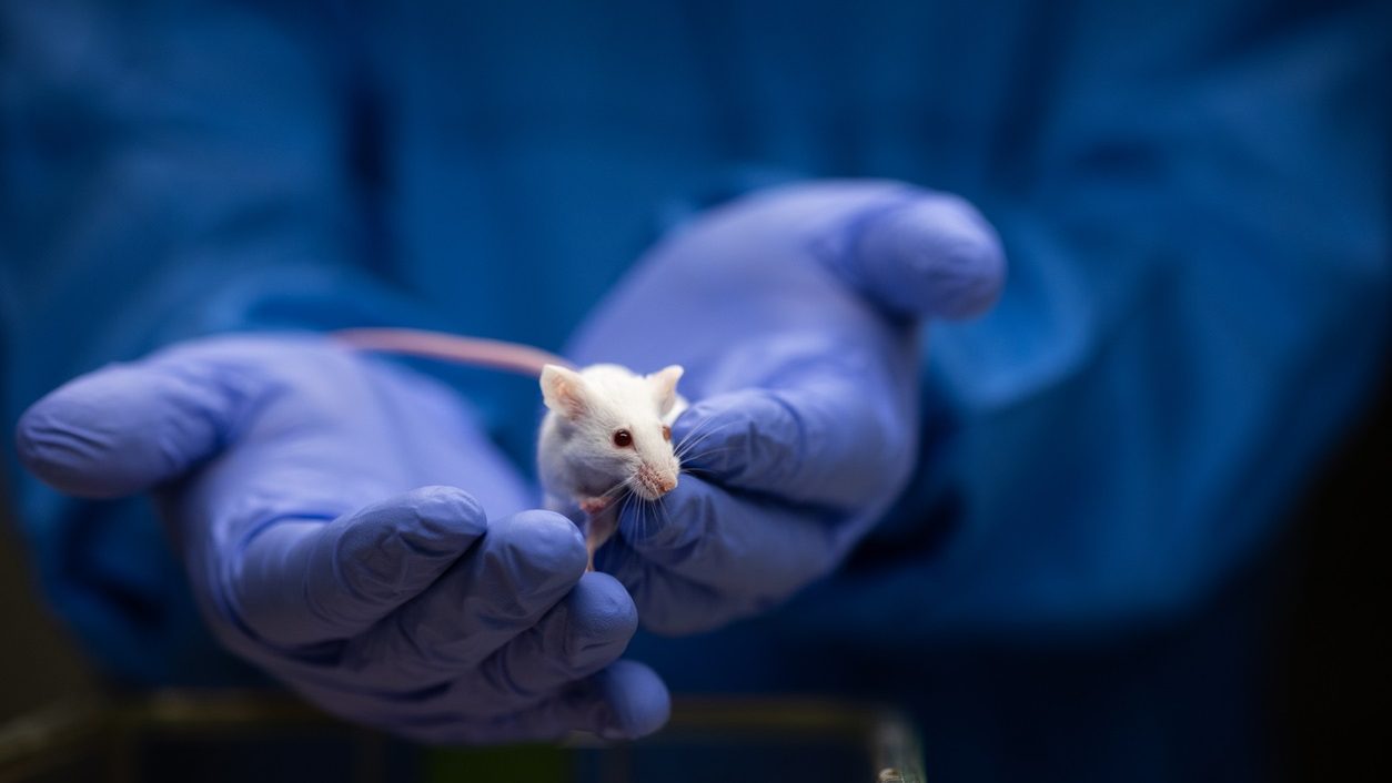 Mice, neuroscience and the debate around 'curing' autism