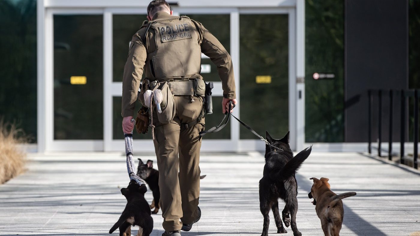 Problems with RCMP police dog program pose 'health and wellness risks ...