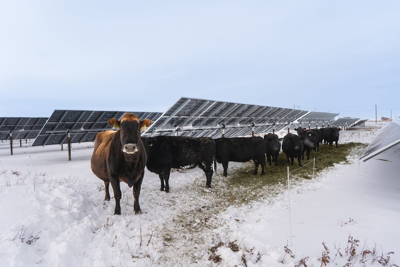 Solar burgers: How agrivoltaics is marrying food production with green ...