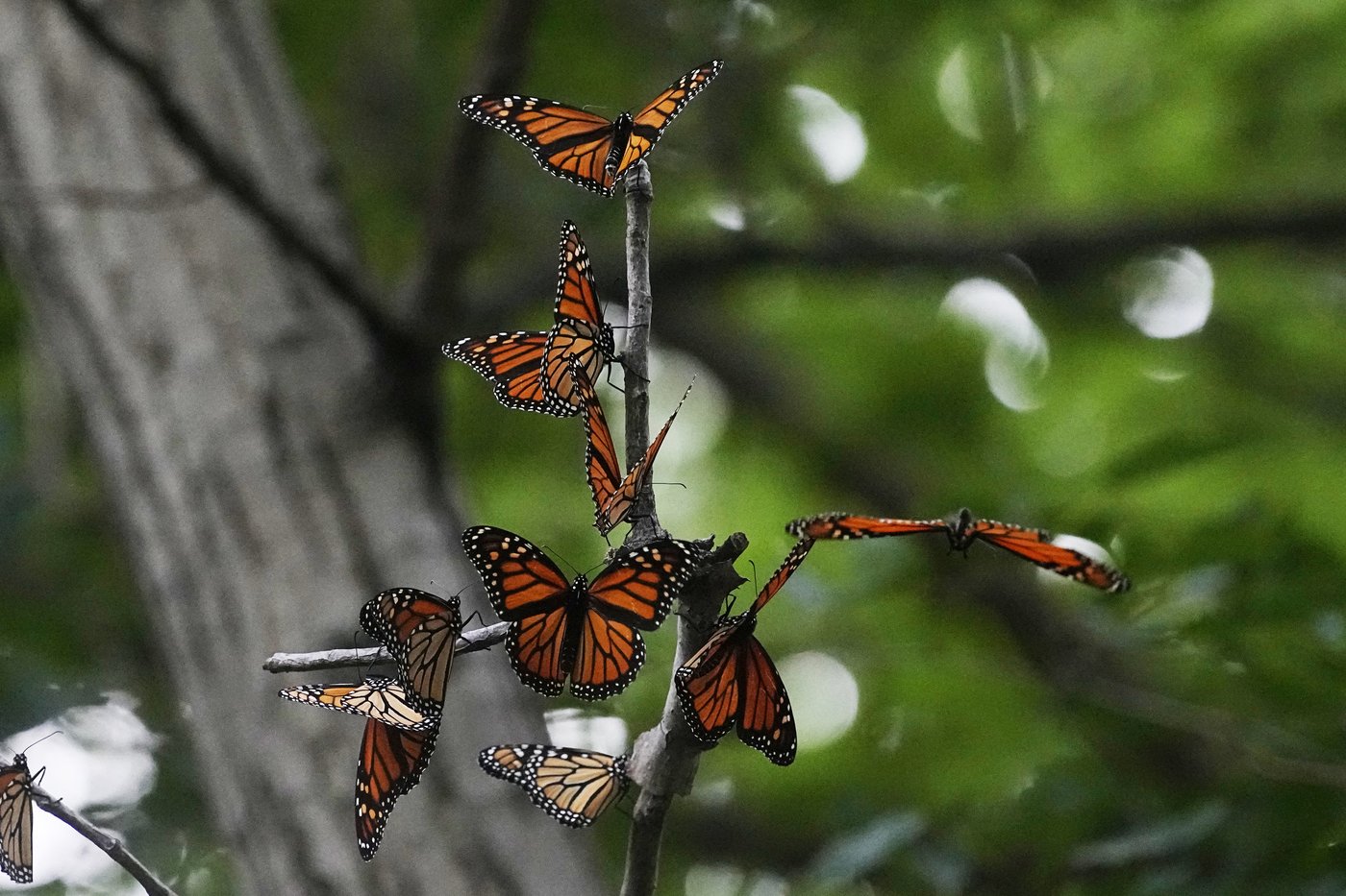 Researchers attach Bluetooth tags on monarch butterflies in N.B. to ...