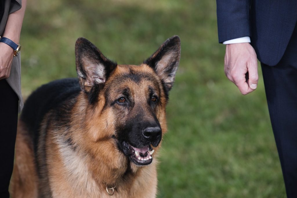 Fans, crew mourn death of canine star of Citytv detective series ...