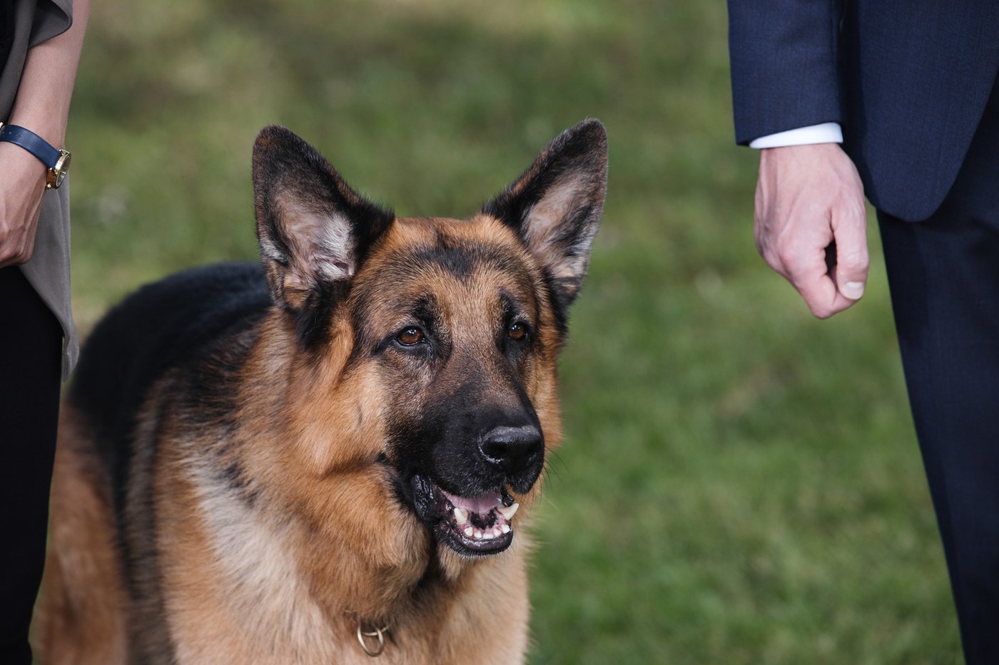 Fans, crew mourn death of canine star of Citytv detective series ...