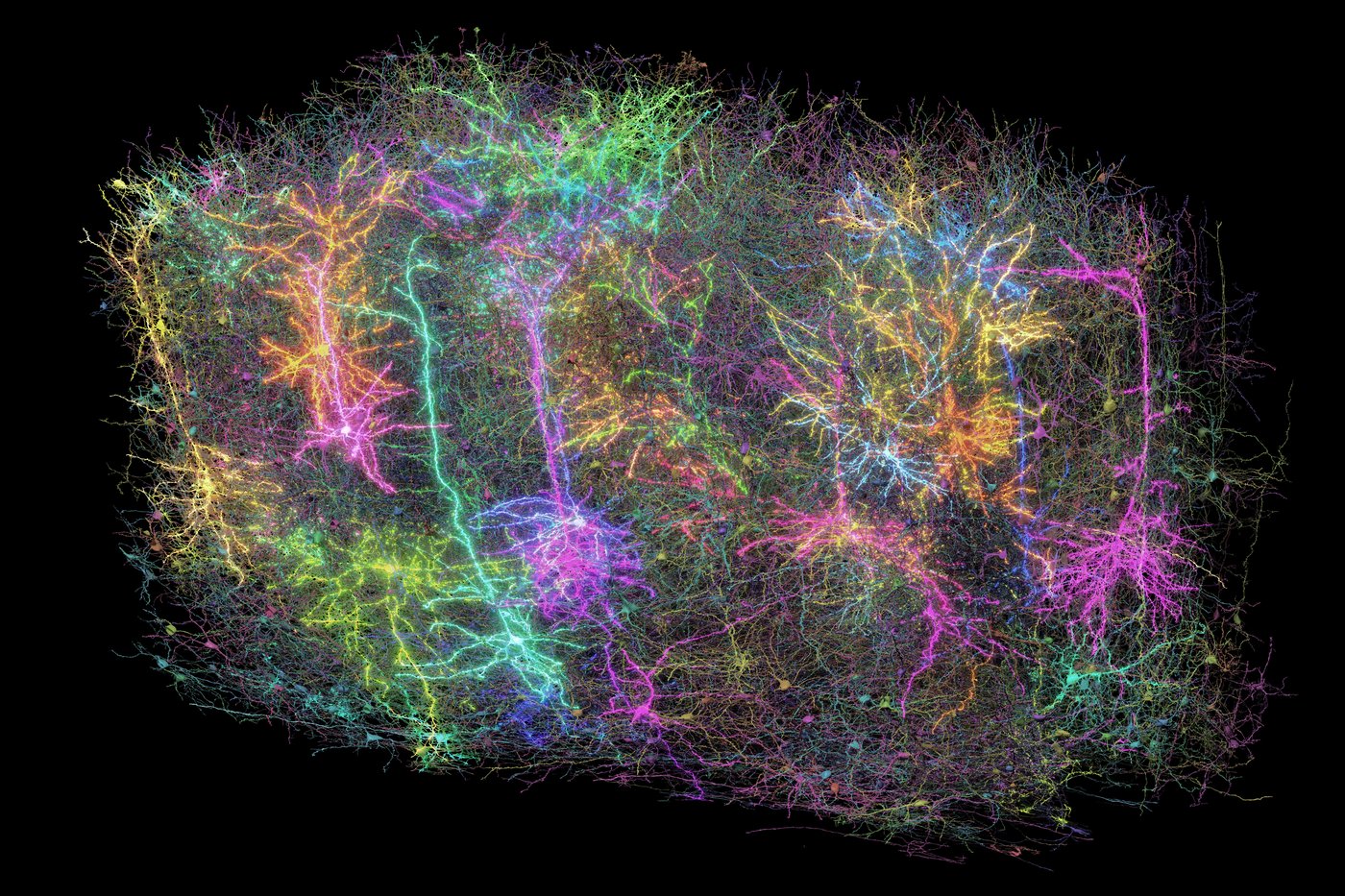 Scientists map part of a mouse's brain that's so complex it looks like ...