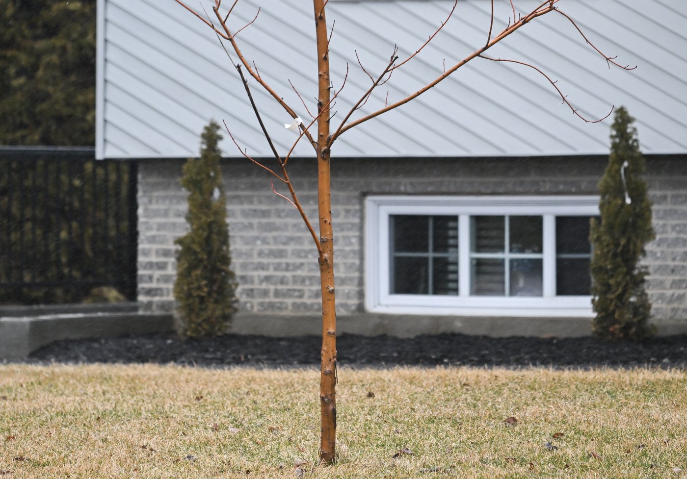 'Tree police': Quebec town charges $200 fee for homeowners with ...
