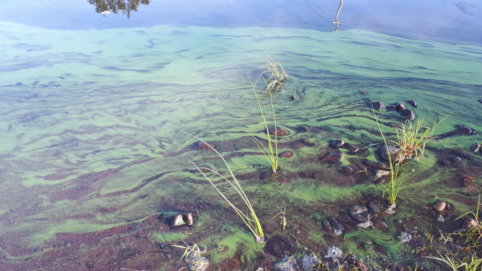 Blue-green algae popping up in N.S. as summer approaches