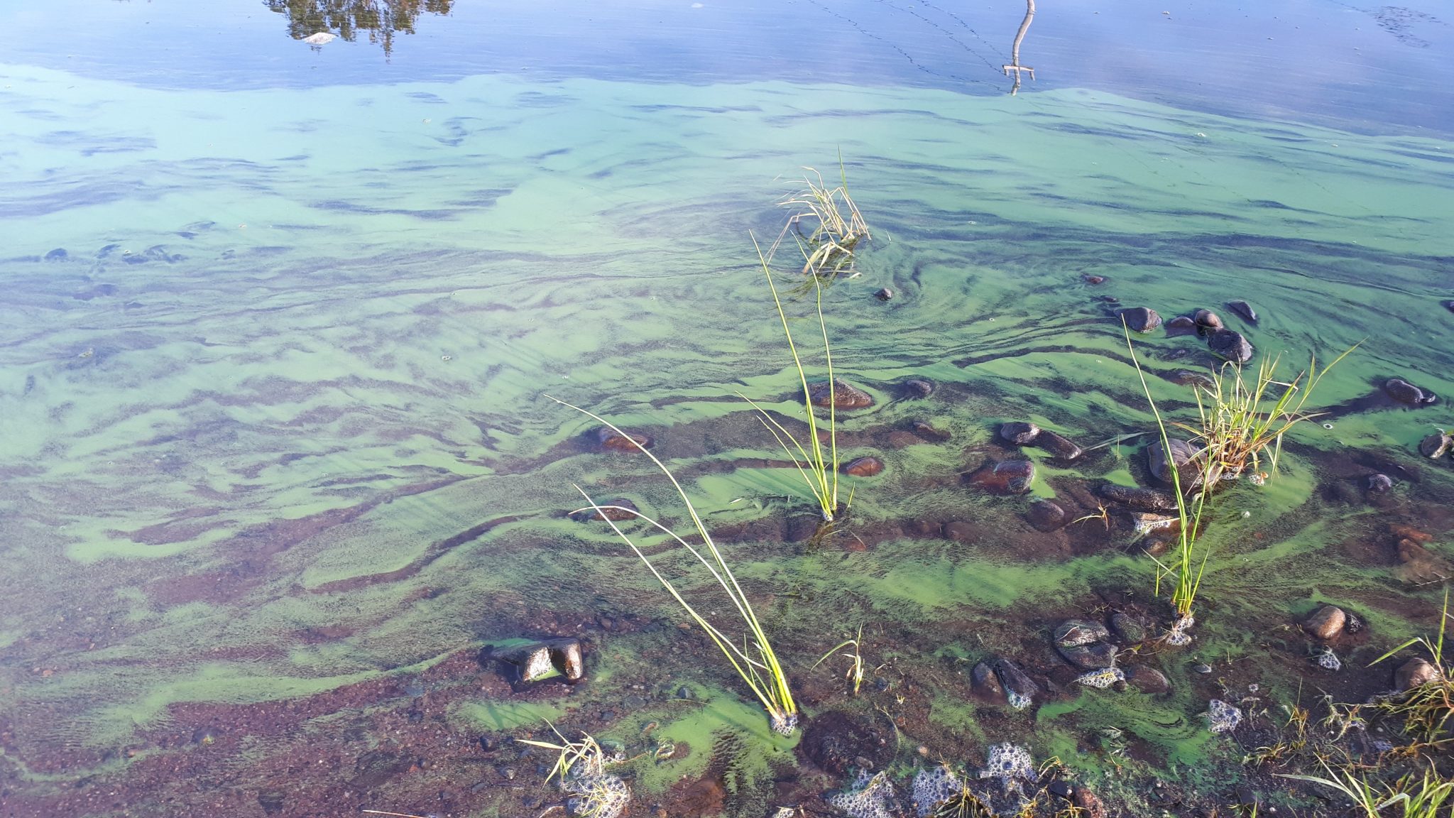 Blue-green algae popping up in N.S. as summer approaches