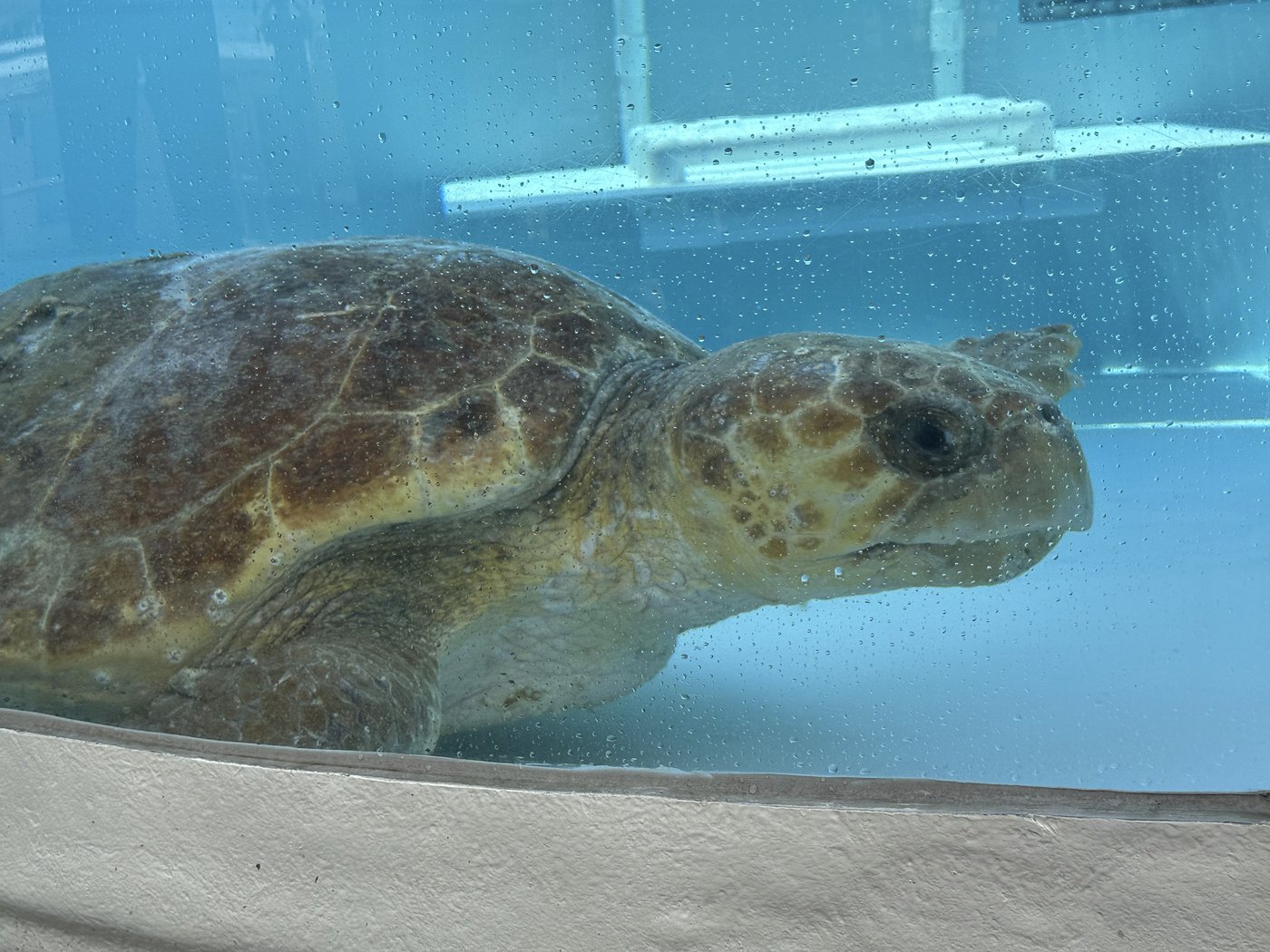 Massive loggerhead sea turtle full of eggs returns to ocean after ...