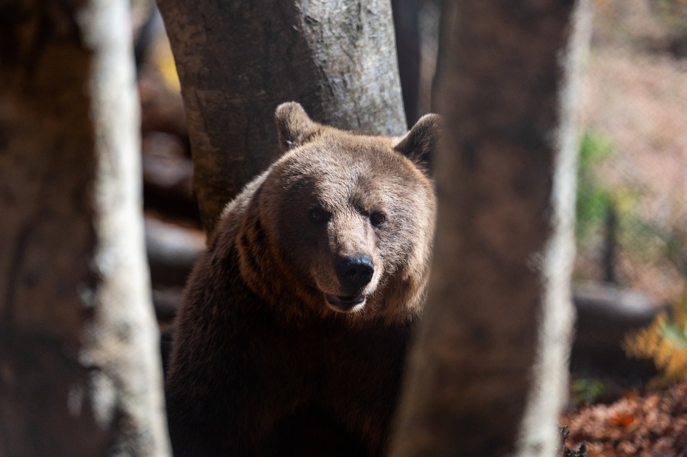 Bears in the backyard, wolves at the door: Greek villages have a ...