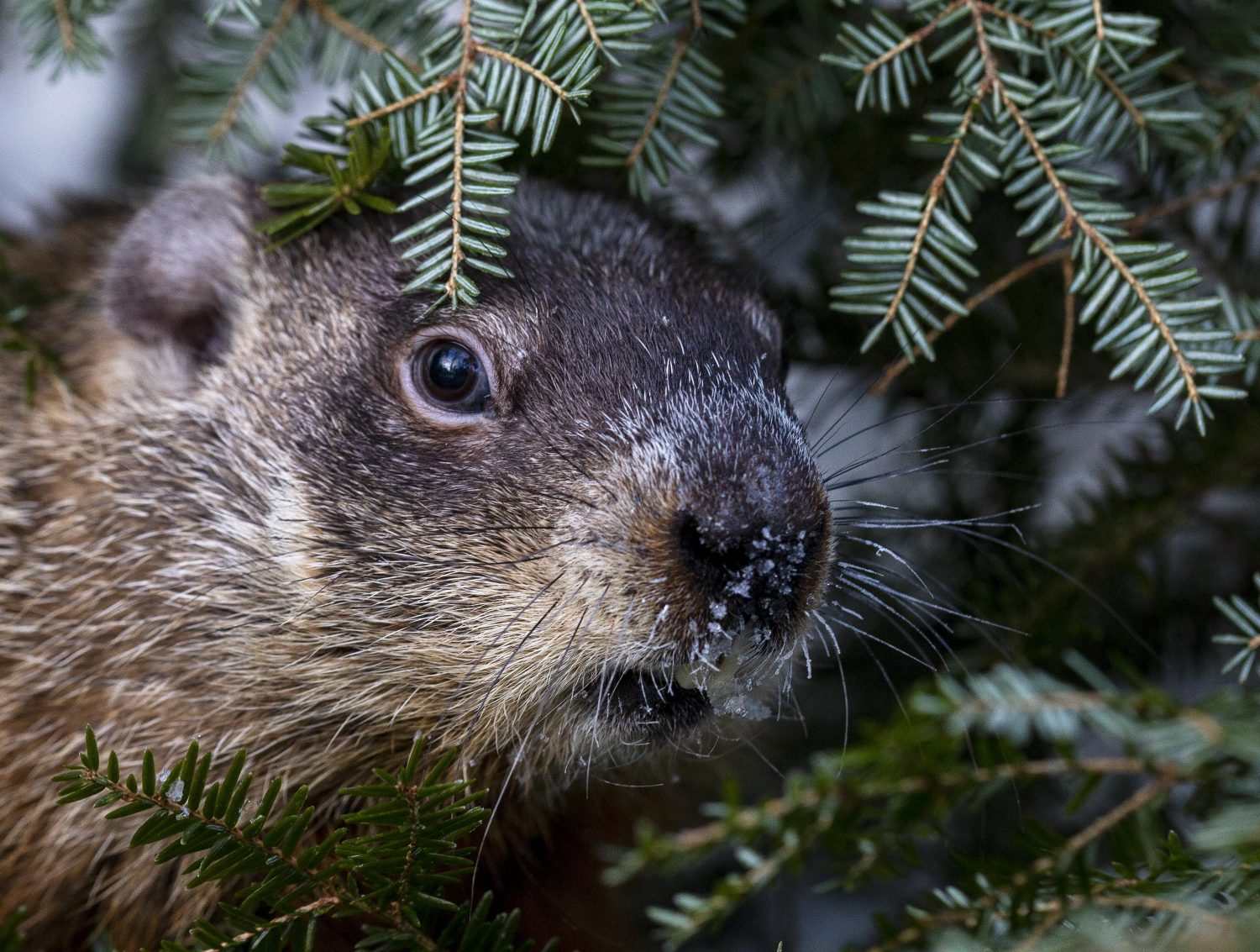 Shubenacadie Sam's Groundhog Night adventures focus of new children's ...