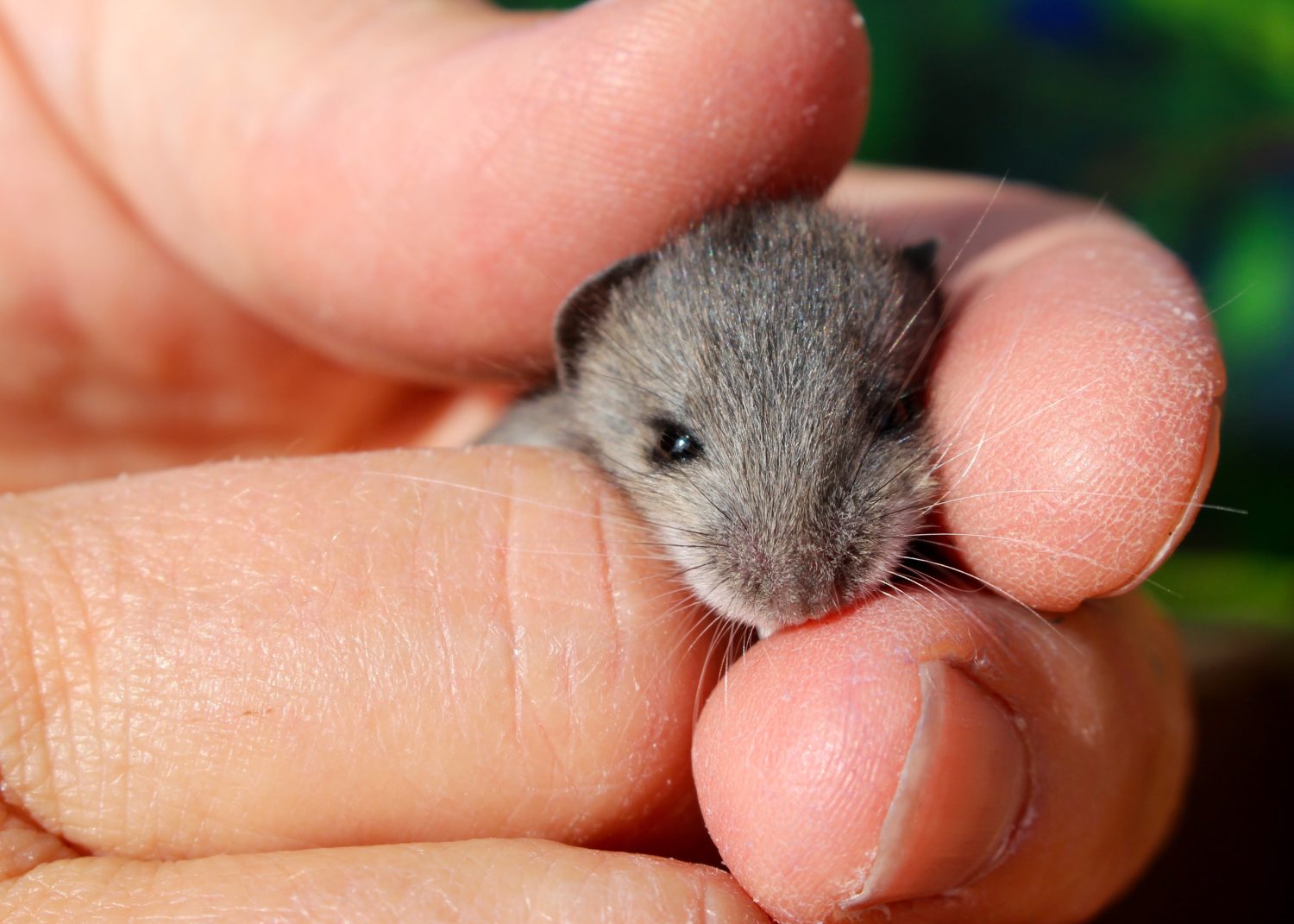 Hope for Wildlife founder says charities also struggling to keep up ...